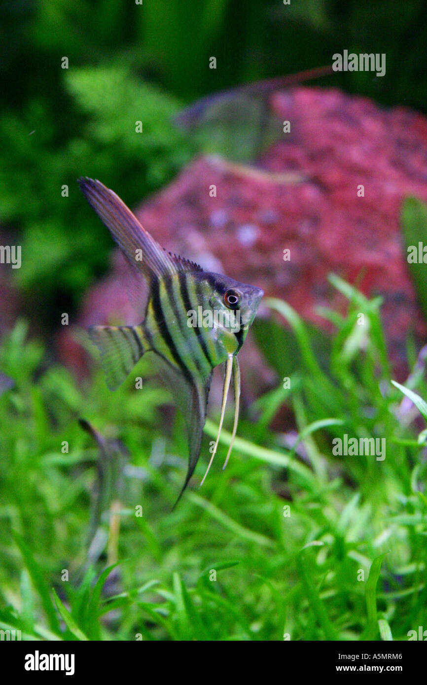 Tropical water fish, angelfish Stock Photo - Alamy