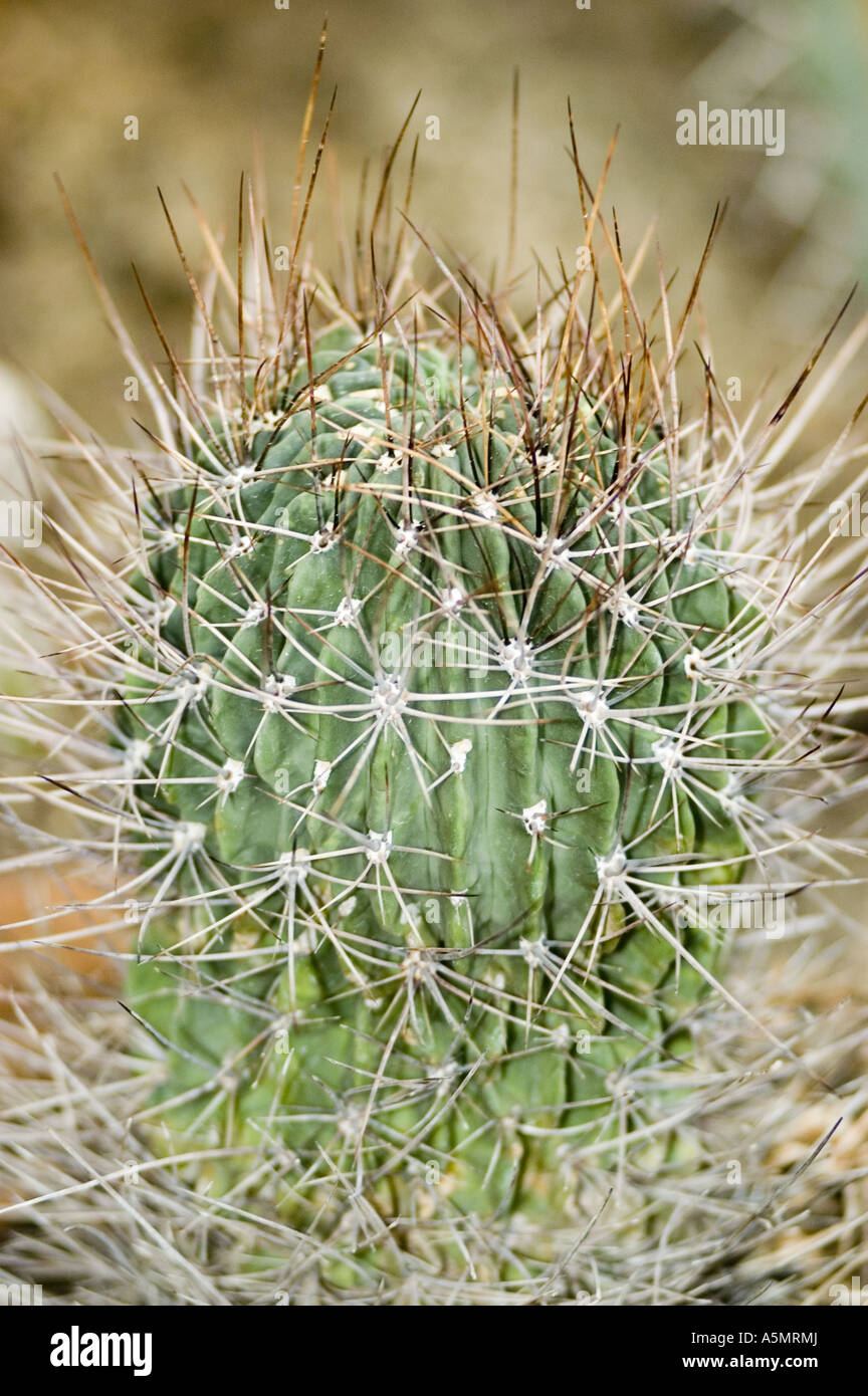Cactus close up detail of Pseudolobivia ferox, cactaceae Stock Photo ...
