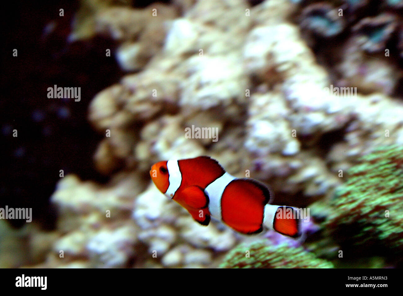 Clown fish in fishtank hi-res stock photography and images - Alamy