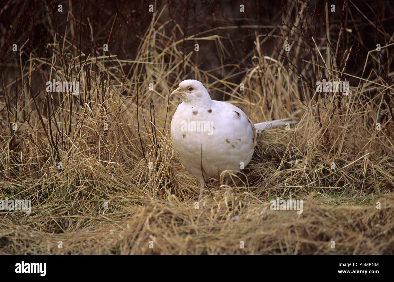 White pheasant bird hi-res stock photography and images - Alamy