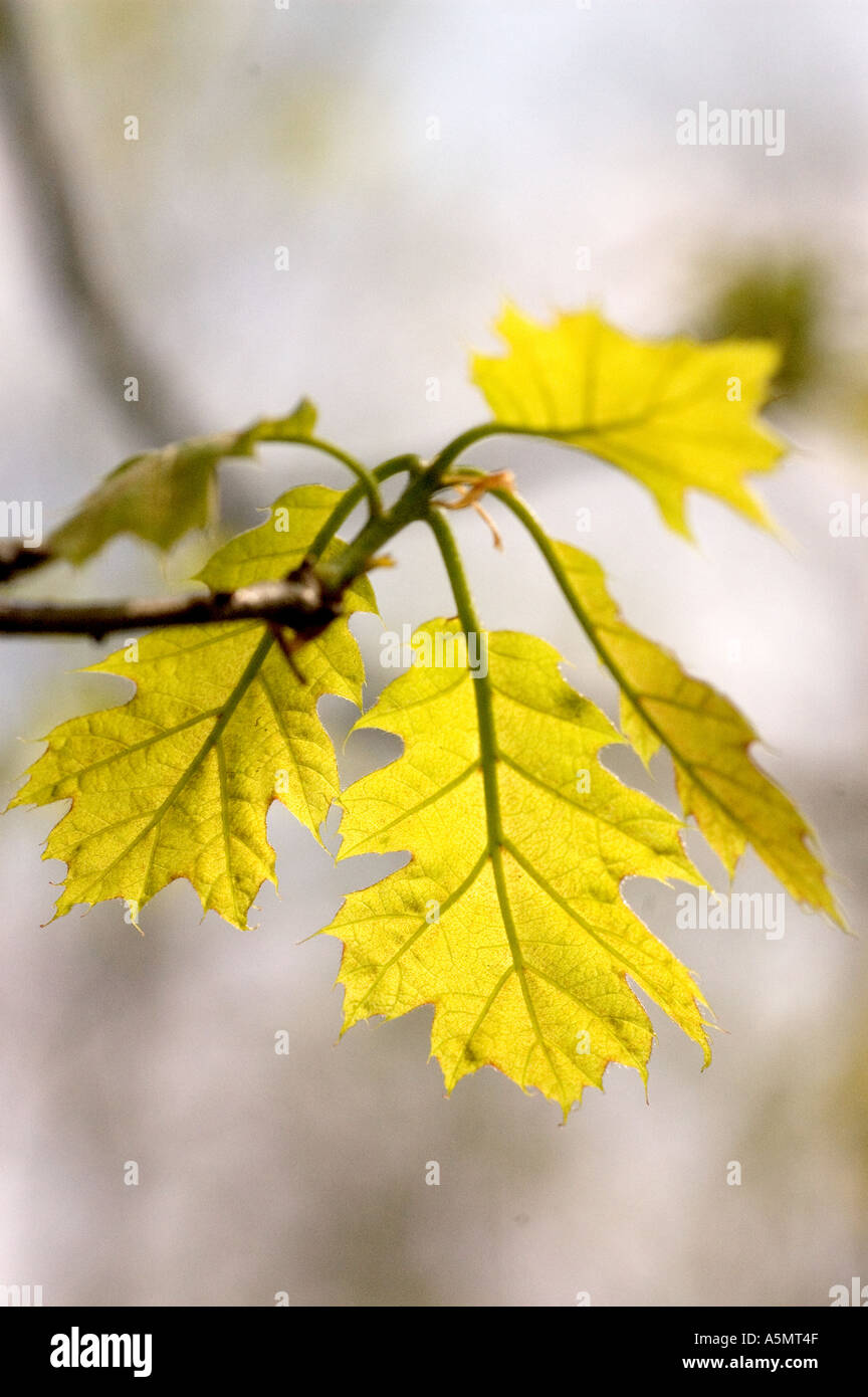 Oak Quercus Spp High Resolution Stock Photography and Images - Alamy