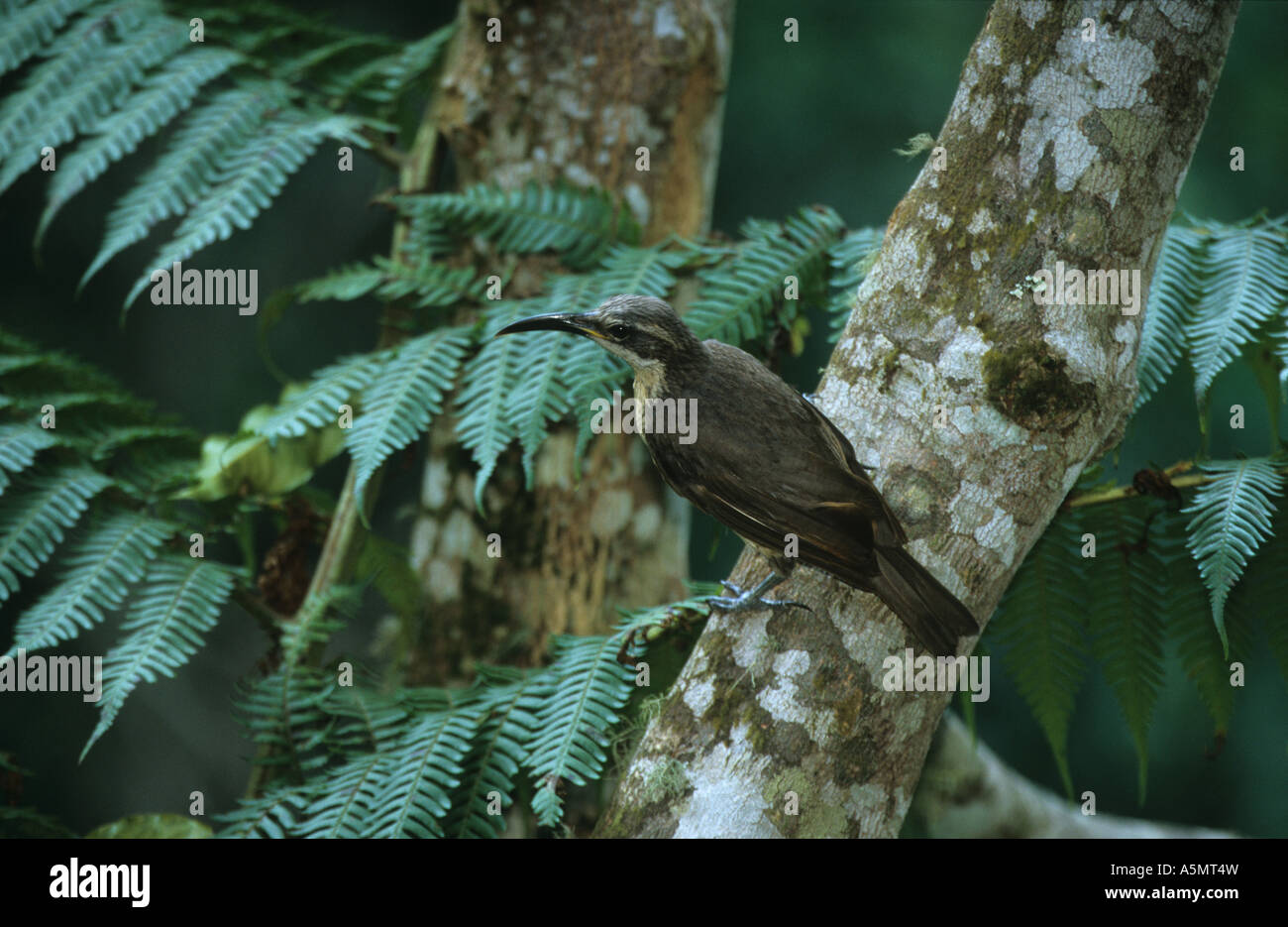 Victoria Rifle bird Ptiloris victoriae Female perched on tree Australia ...