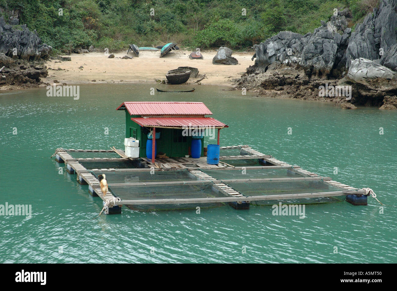 Cat Ba Island Halong Bay Gulf of Tonkin Vietnam South East Asia Fish ...