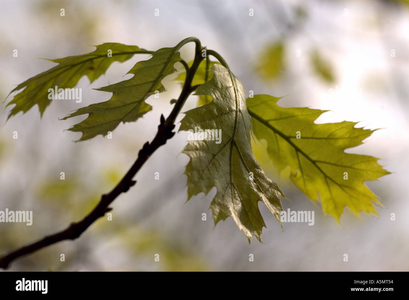 Oak quercus spp hi-res stock photography and images - Alamy