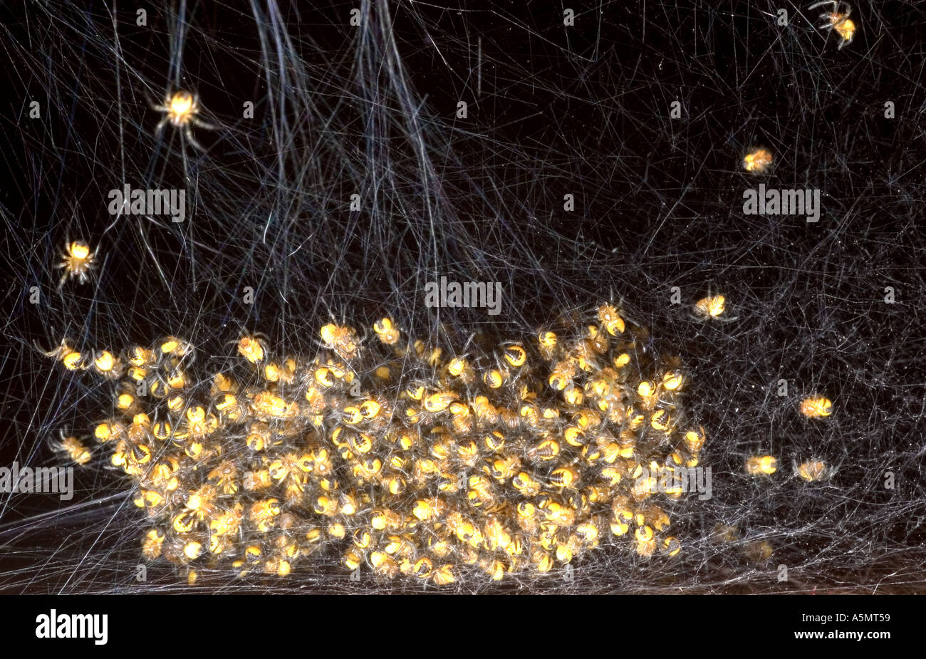 Spiders nest hi-res stock photography and images - Alamy