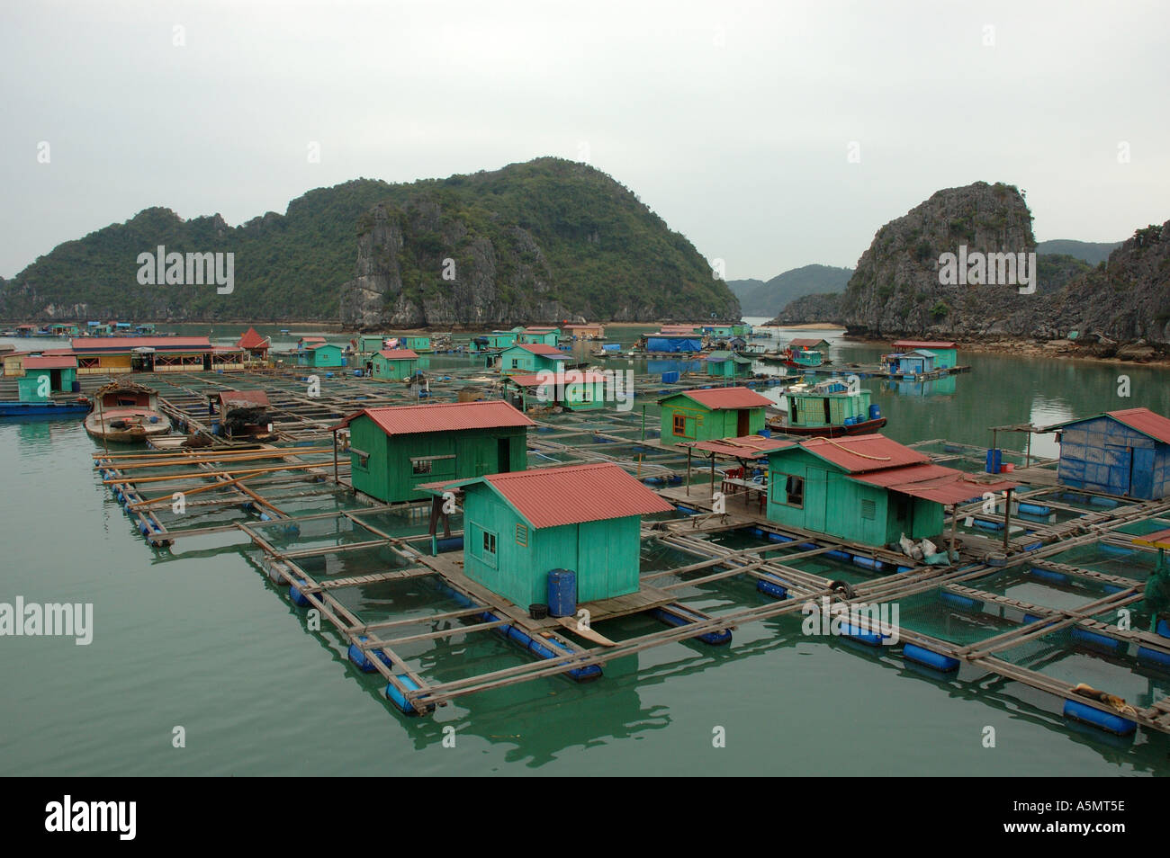 Cat Ba Island Halong Bay Gulf of Tonkin Vietnam South East Asia Fish ...