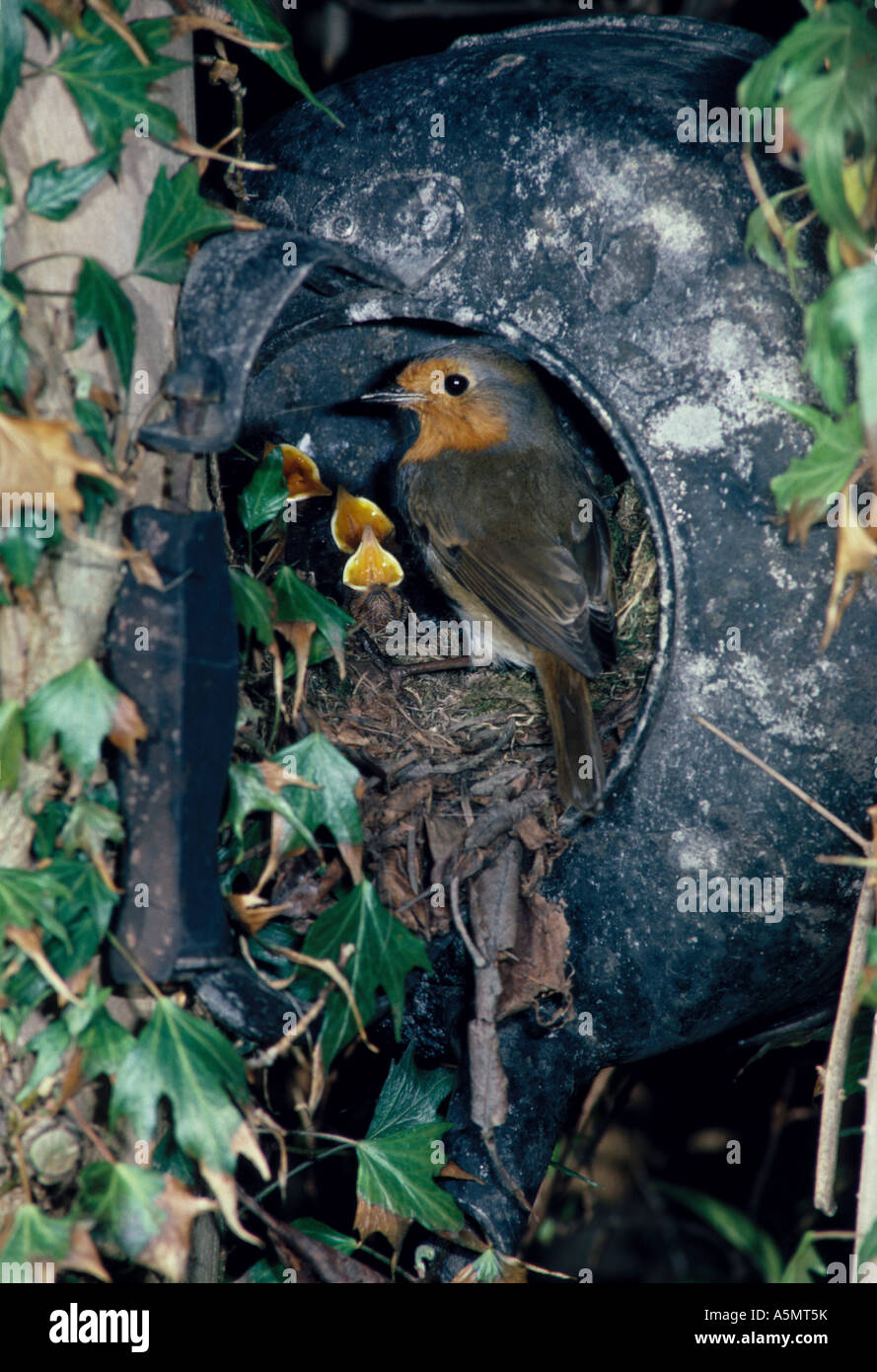 Robin Erithacus rubecula At nest in old kettle young demanding Stock ...