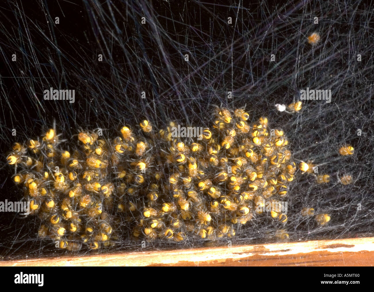 Spiders nest hi-res stock photography and images - Alamy