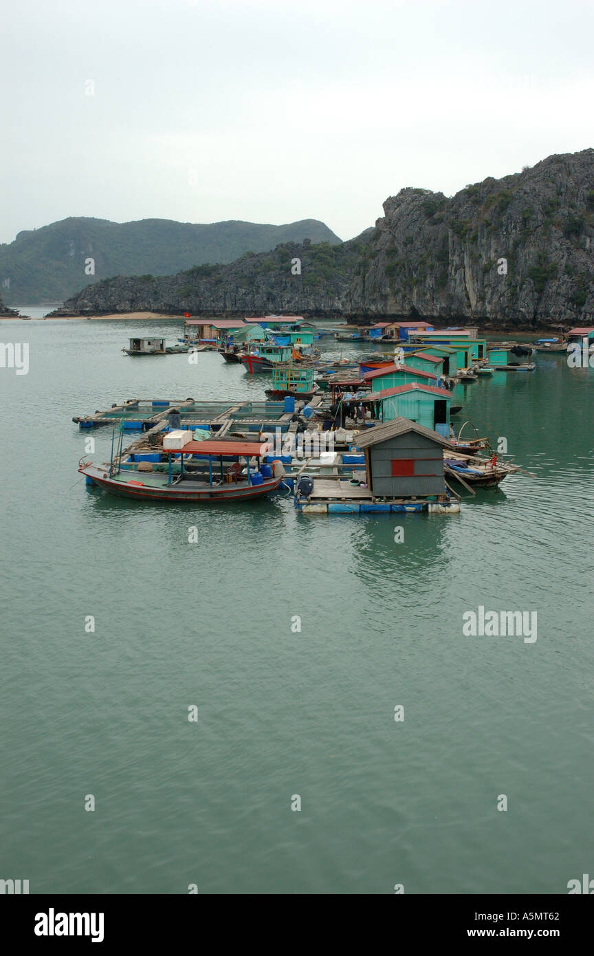 Cat Ba Island Halong Bay Gulf of Tonkin Vietnam South East Asia Fish ...