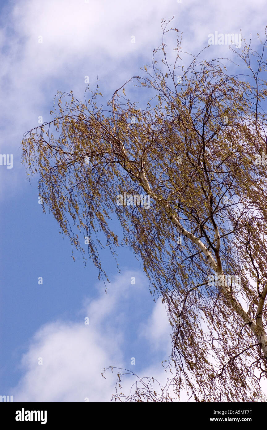 Birch Tree Betula spp Stock Photo - Alamy