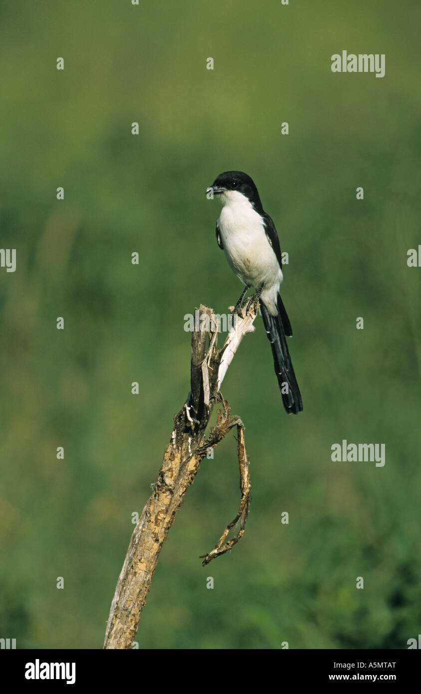 Long tailed fiscal shrike hi-res stock photography and images - Alamy