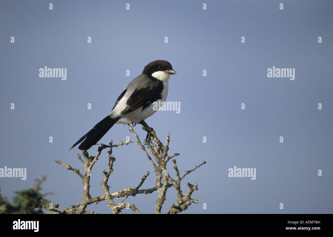 Perched shrike hi-res stock photography and images - Alamy