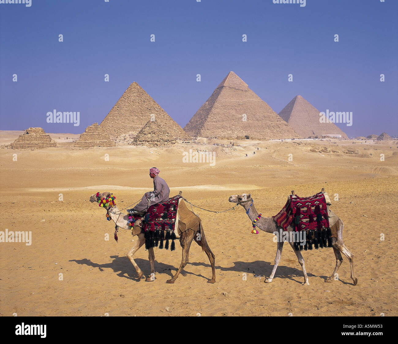 Camel rides for tourists at Giza pyramids Cairo Egypt Stock Photo - Alamy