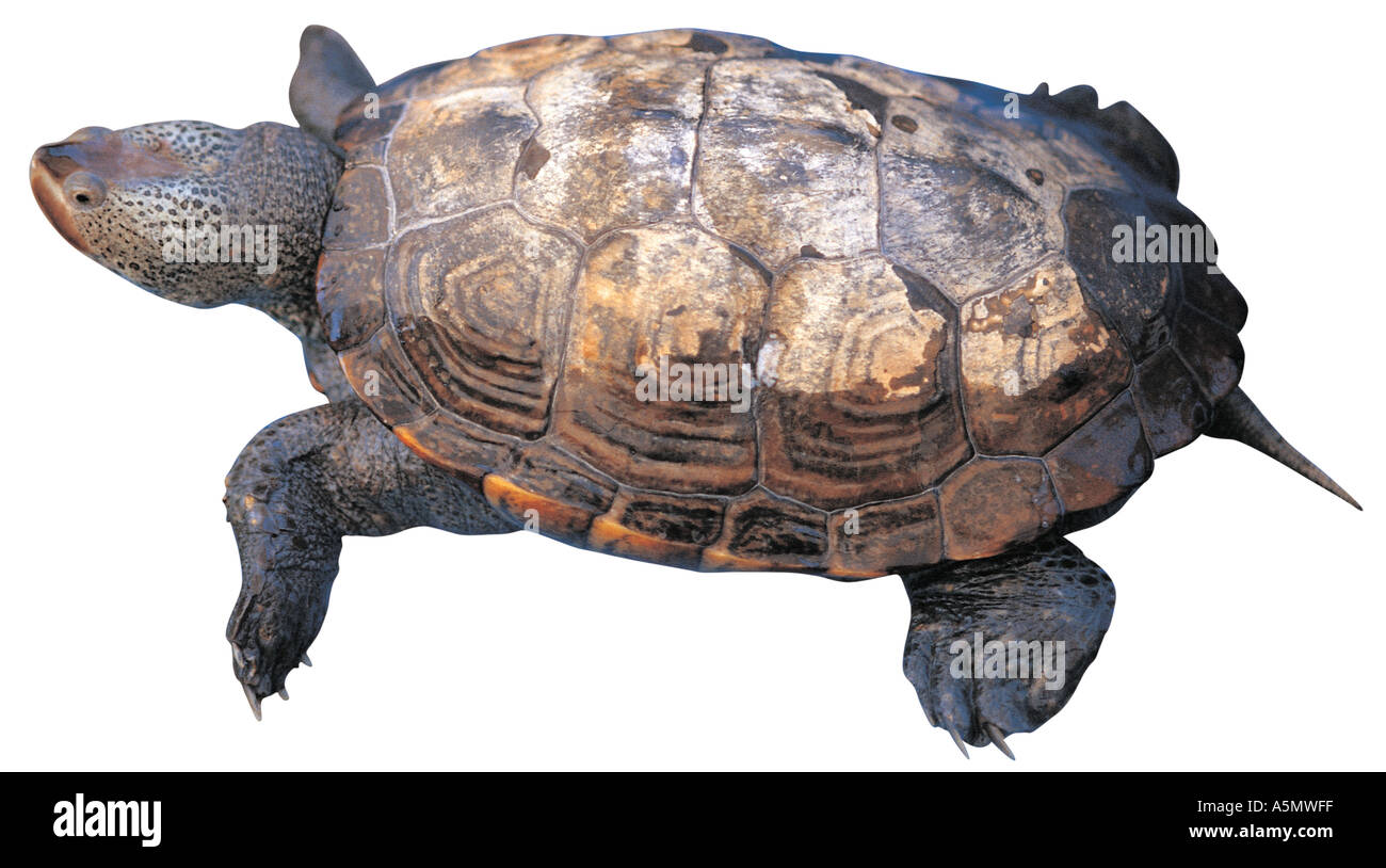 Turtle Legs Head Tail High Resolution Stock Photography and Images - Alamy