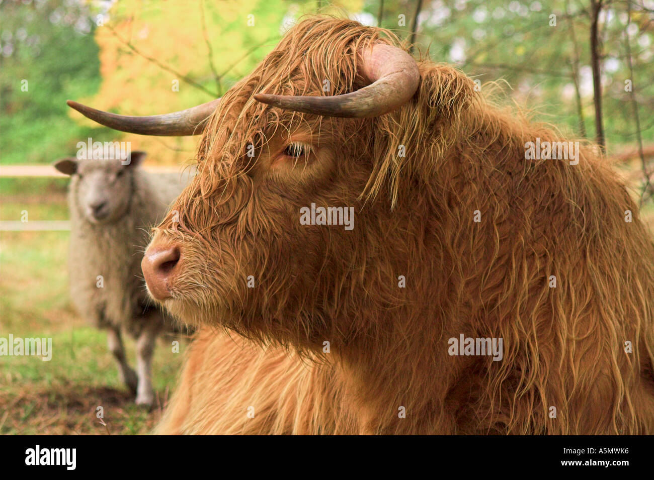 Scottish Highlander bull and sheep Stock Photo - Alamy
