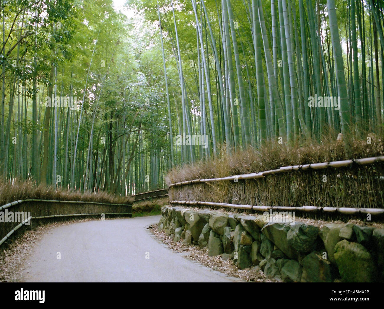 A path winds through a thick Bamboo forest at Arashiyama Sagano Kyoto ...