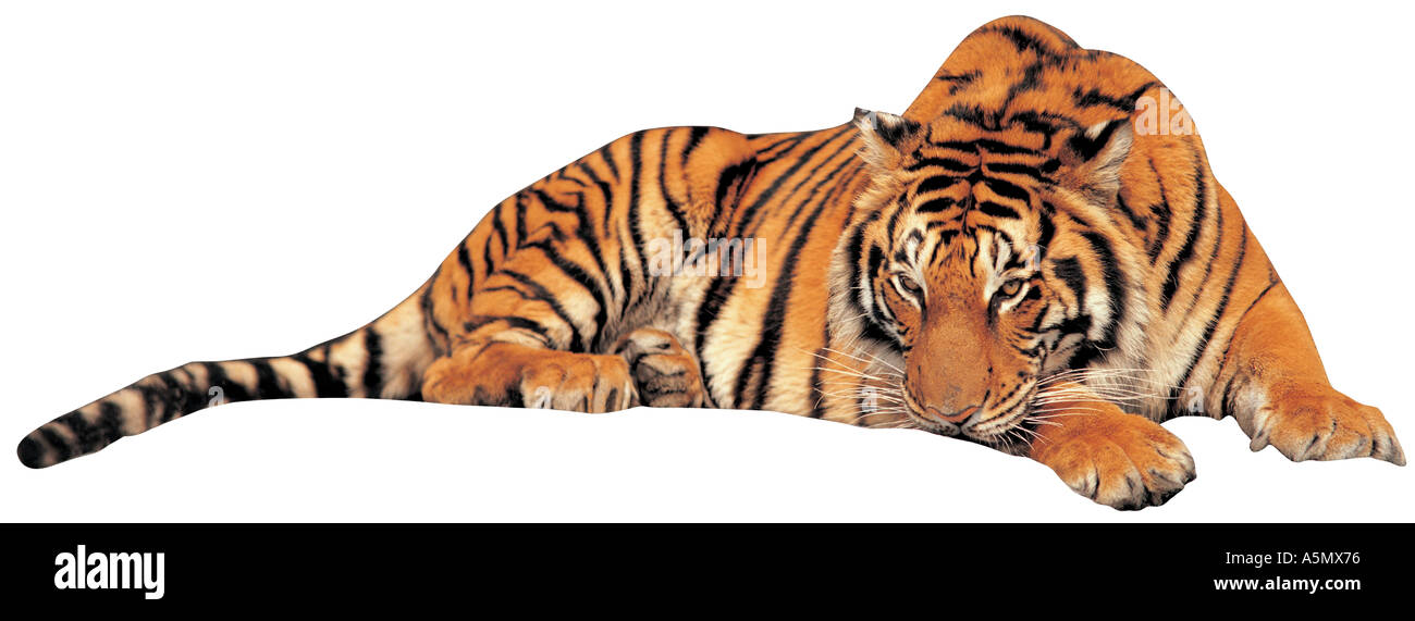 Flesh eating animal Cut Out Stock Images & Pictures - Alamy