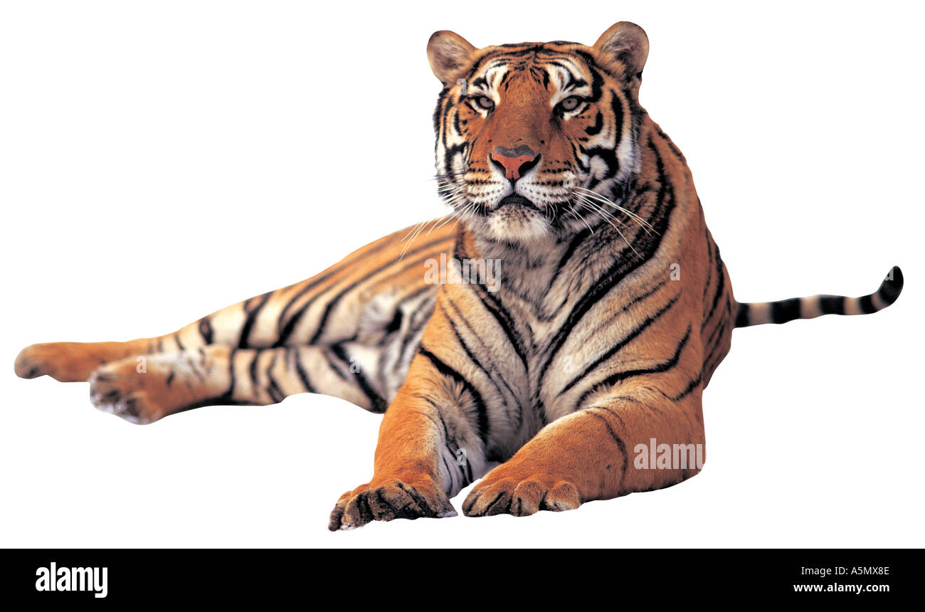 Flesh eating animal Cut Out Stock Images & Pictures - Alamy