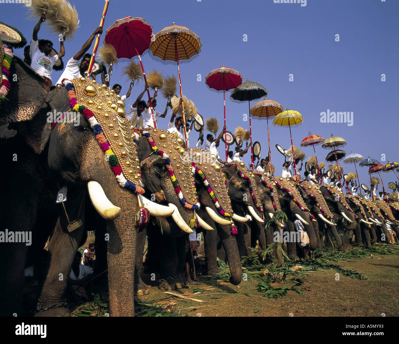 Elephant procession hi-res stock photography and images - Alamy