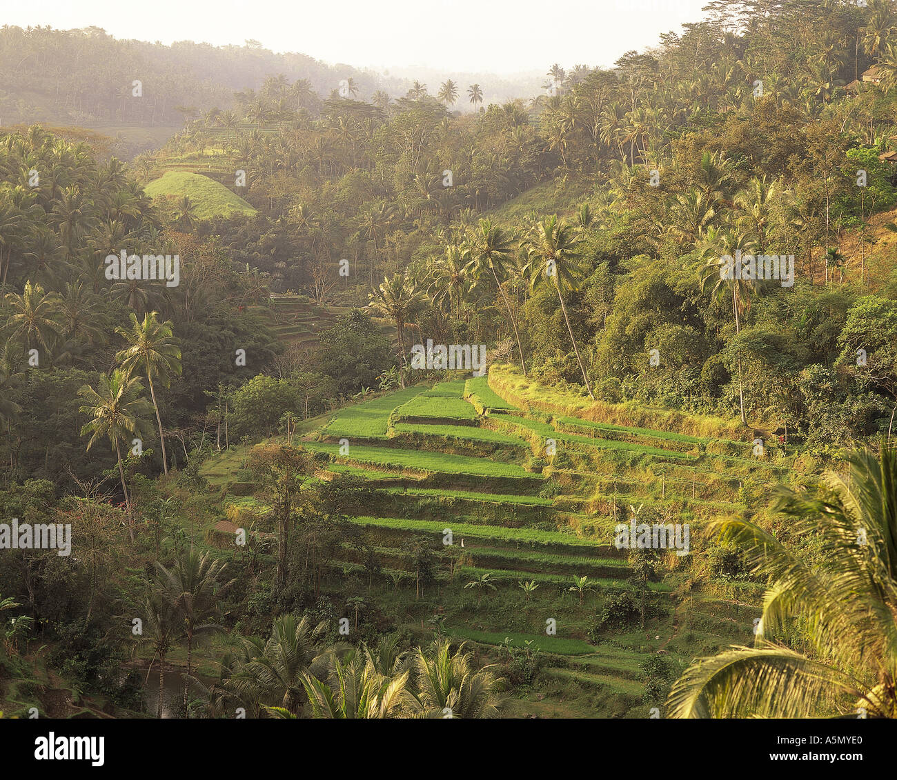 Stepped rice paddy hi-res stock photography and images - Alamy