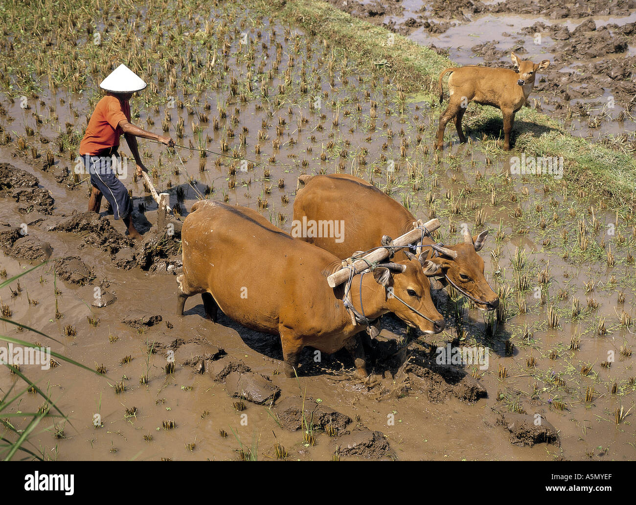 Farmer plowing rice field Bali Indonesia Stock Photo - Alamy