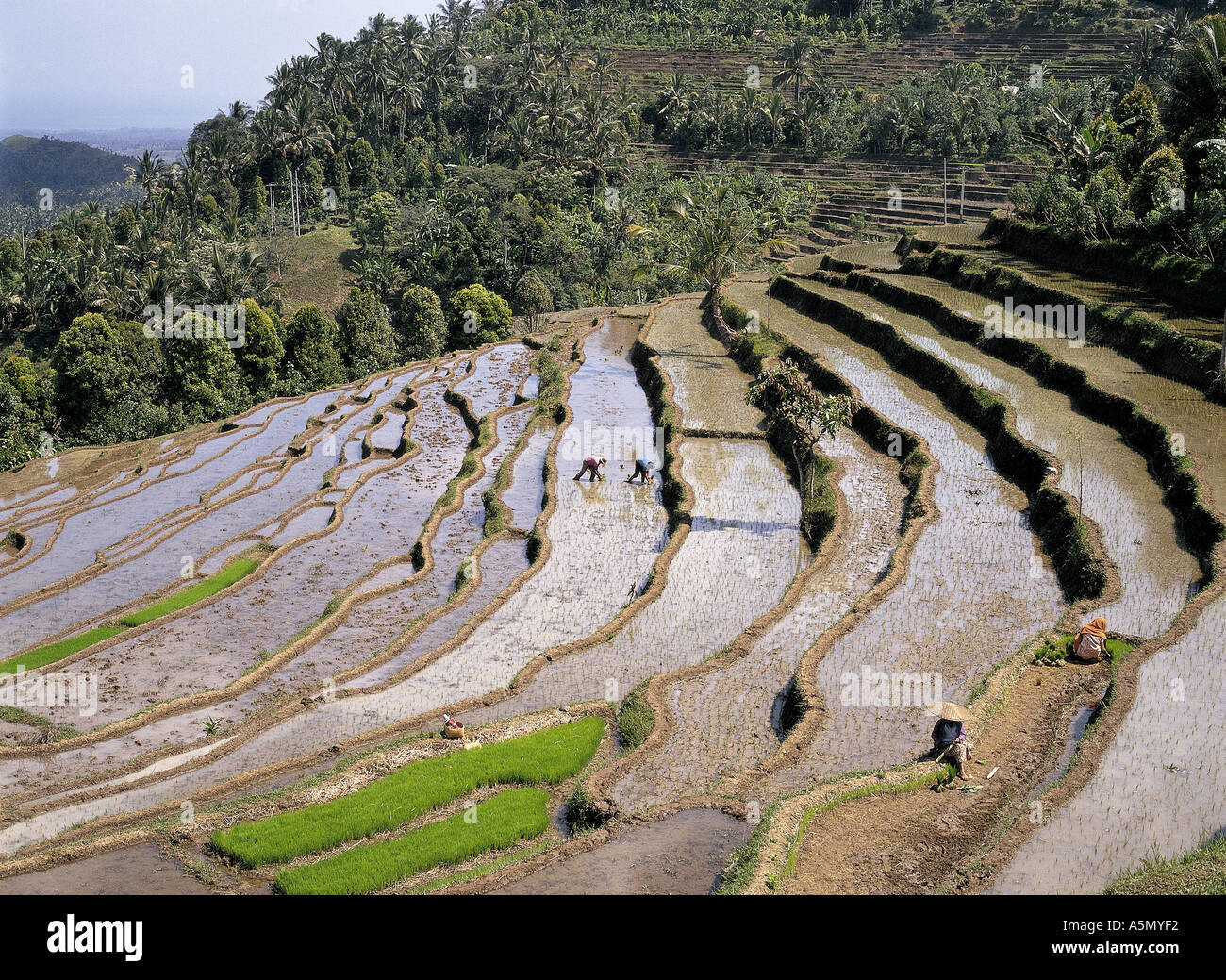Planting rice in stepped rice terraces Bali Indonesia Stock Photo - Alamy
