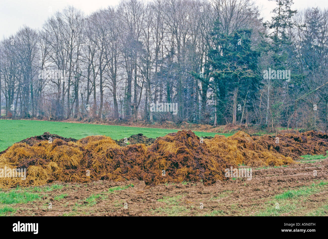 Farmyard with manure hi-res stock photography and images - Alamy