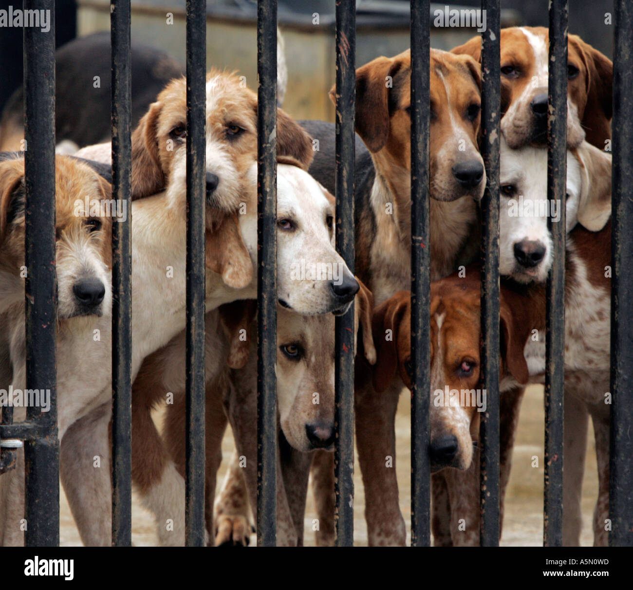 hunting hounds waiting to be let out of gate, faces pressed up against ...