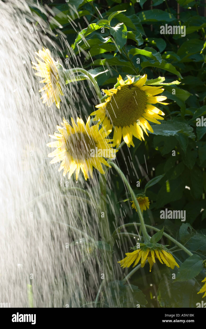a sunflower being showered with water Helianthus annus Compositae Stock ...