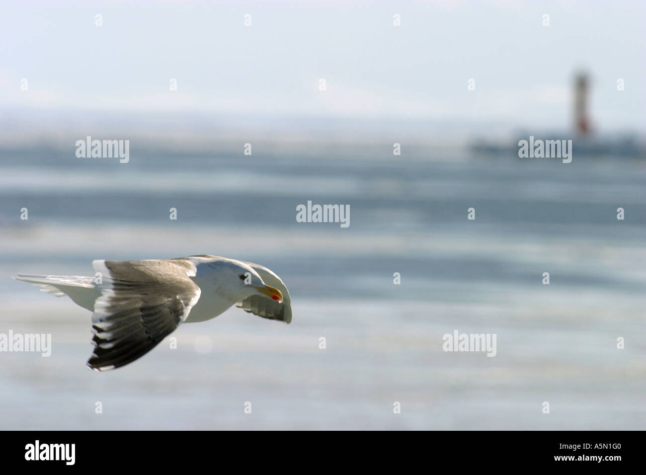 Flying seagull with lighthouse in background Stock Photo - Alamy