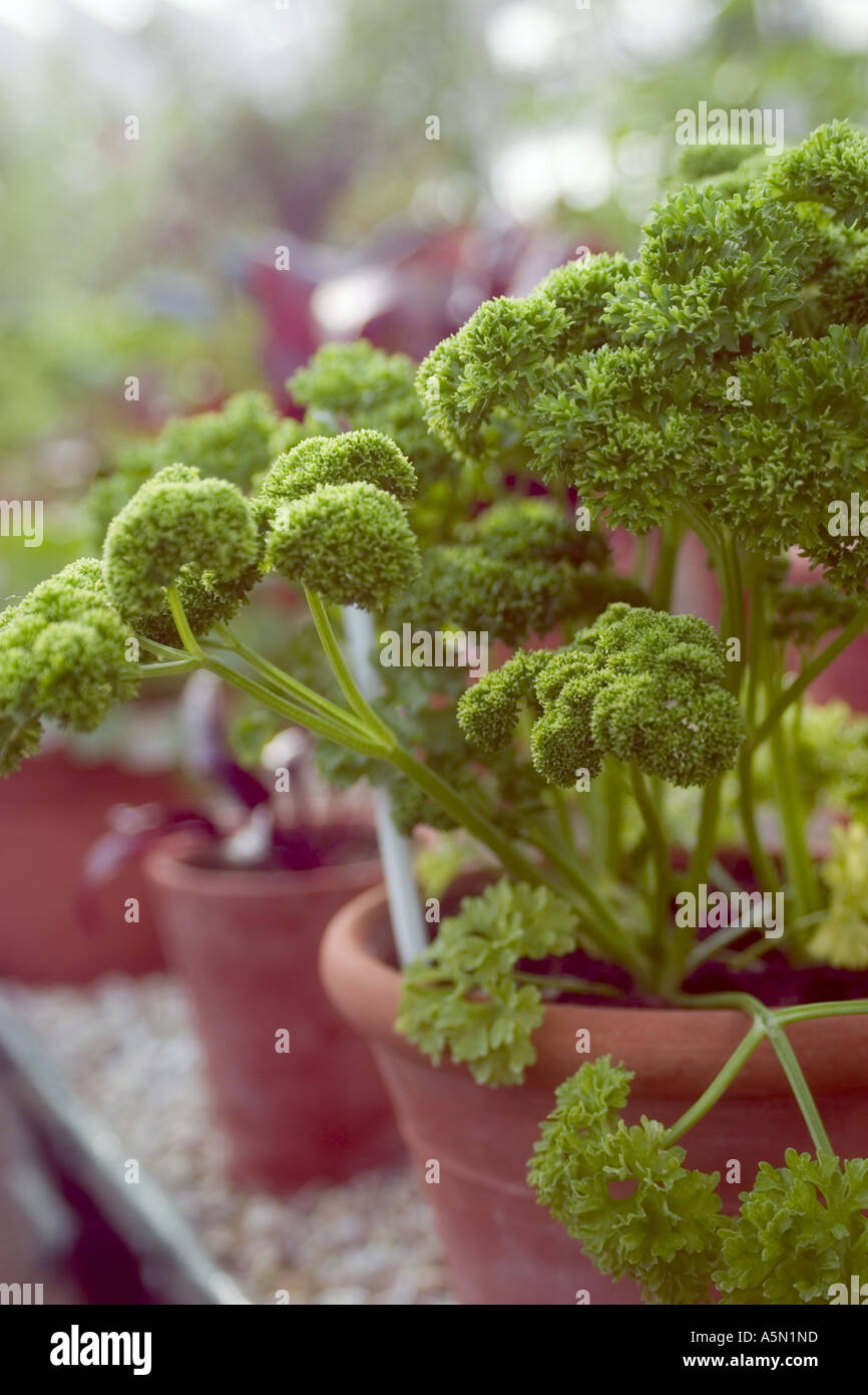 Curled parsley pot hi-res stock photography and images - Alamy