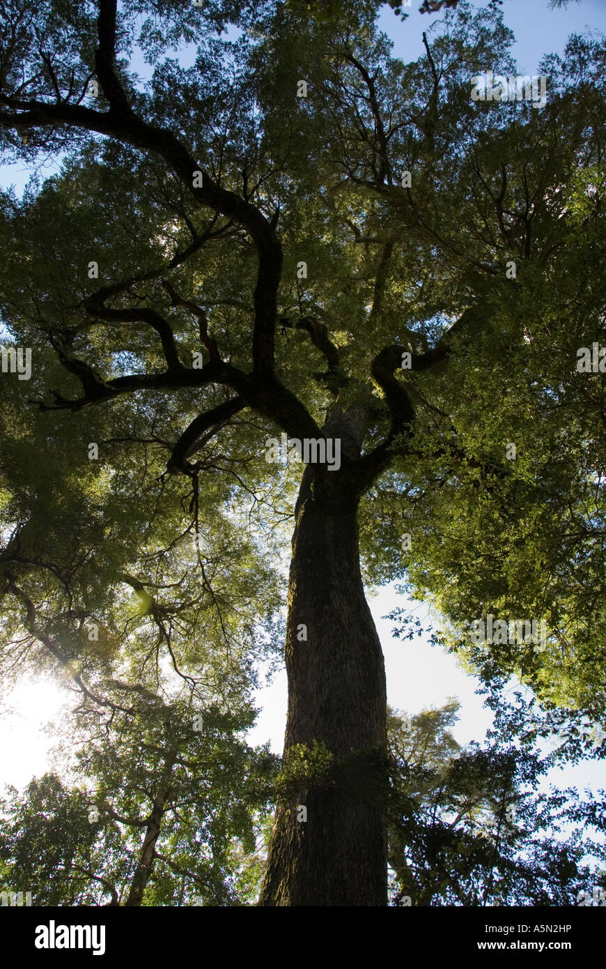 Coigue tree hi-res stock photography and images - Alamy