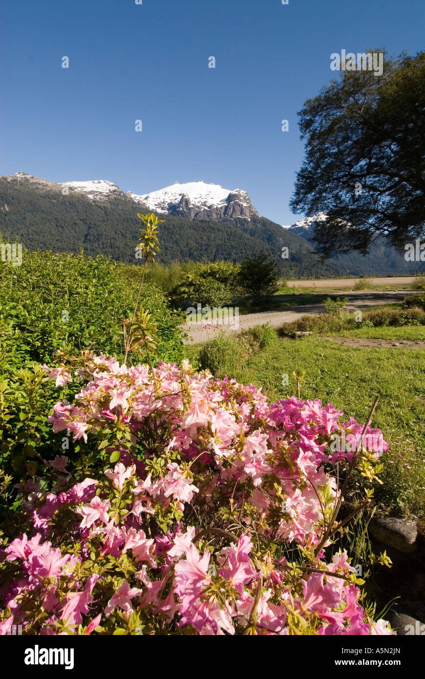 Chile Lake Country Flowering spring scene at Hotel Peulla in Peulla ...