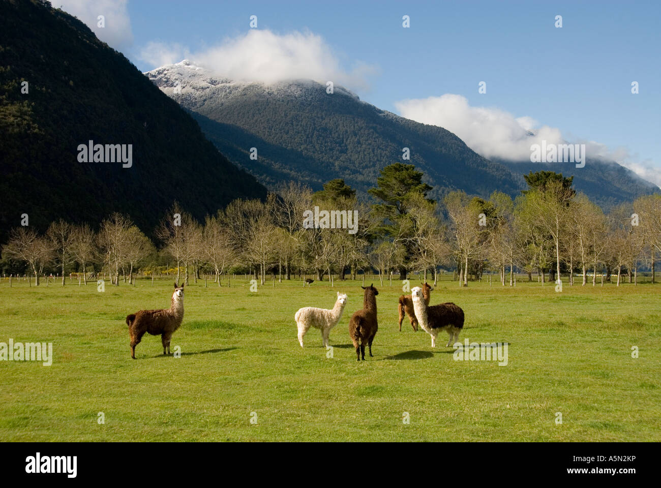 Chile Lake Country The alpaca and llama are camelids raised for wool ...