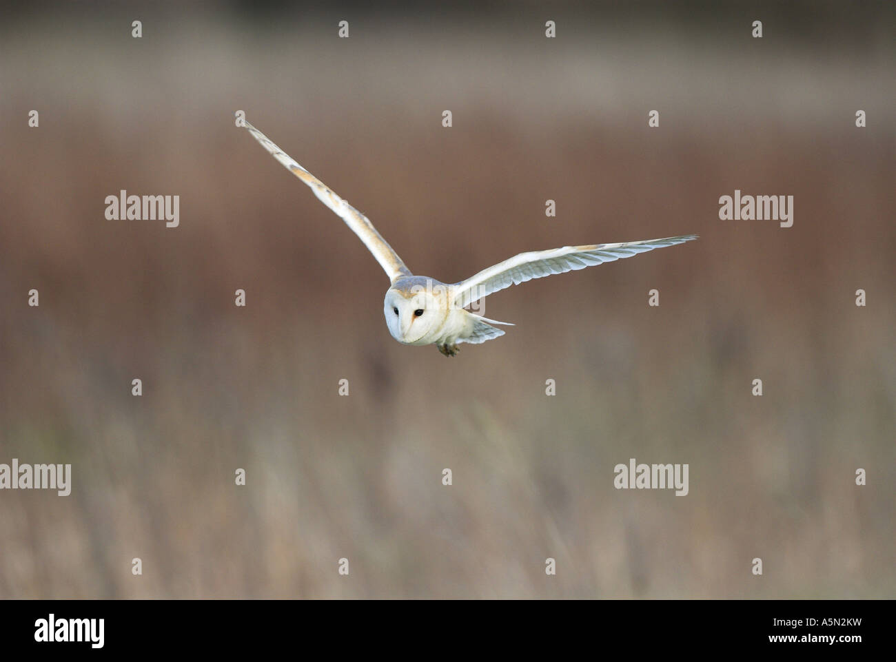 Barn Owl tyto alba hunting over rough pasture Norfolk UK March Stock ...