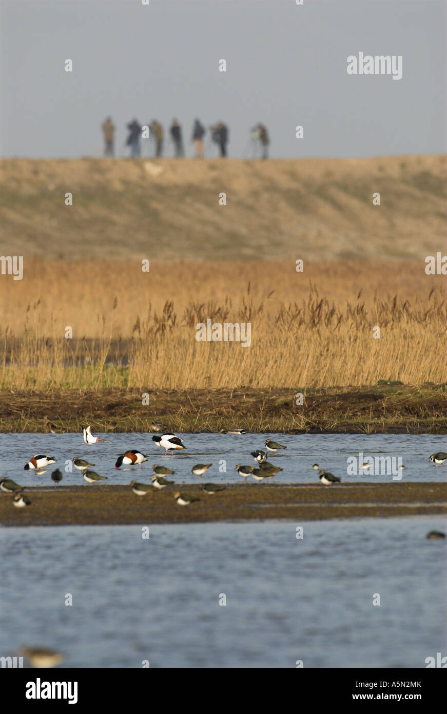 Freshwater scrape hi-res stock photography and images - Alamy