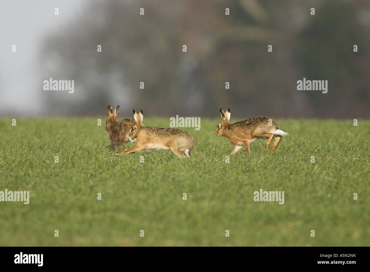 Brown Hares lepus europaeus group of threer on winter wheat during ...