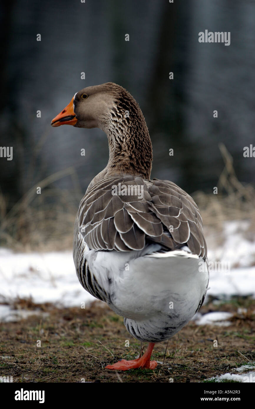 A brown duck on a snowy river bank Stock Photo - Alamy