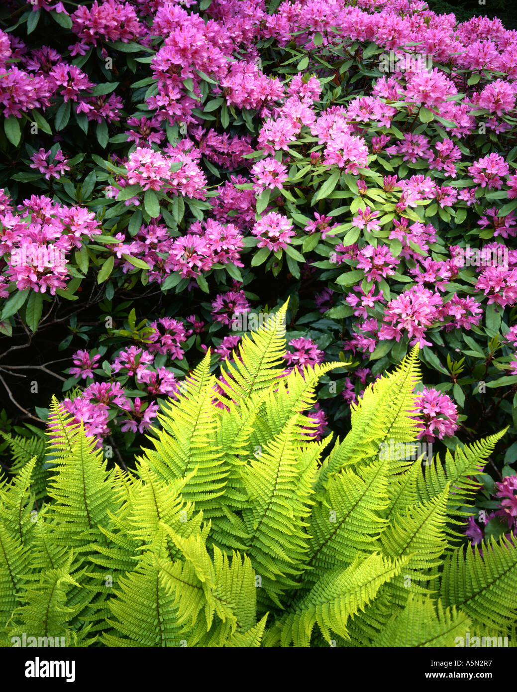 Scotland scottish highlands fern ferns green hi-res stock photography ...
