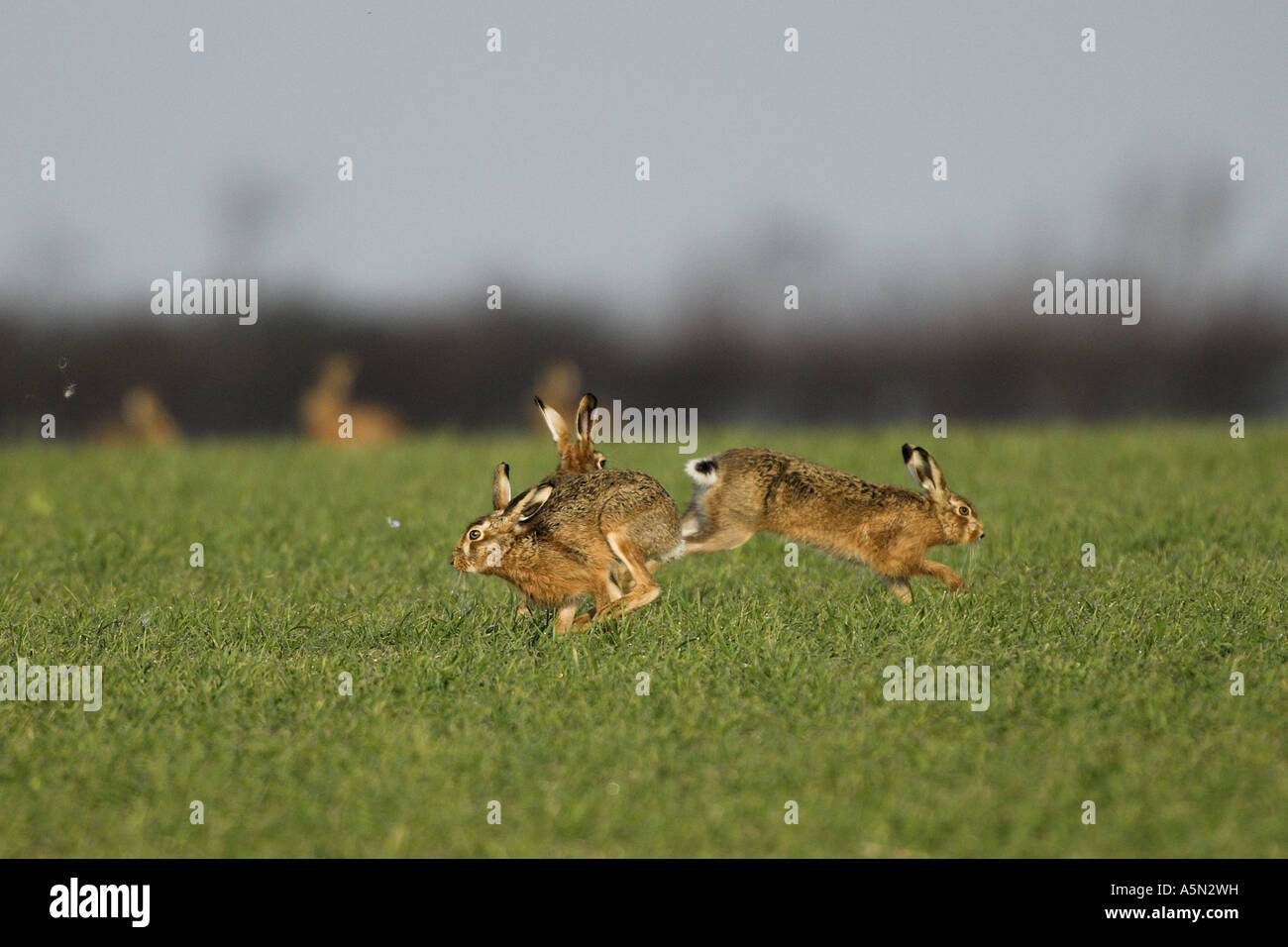 Brown Hares lepus europaeus group on winter wheat during mating season ...