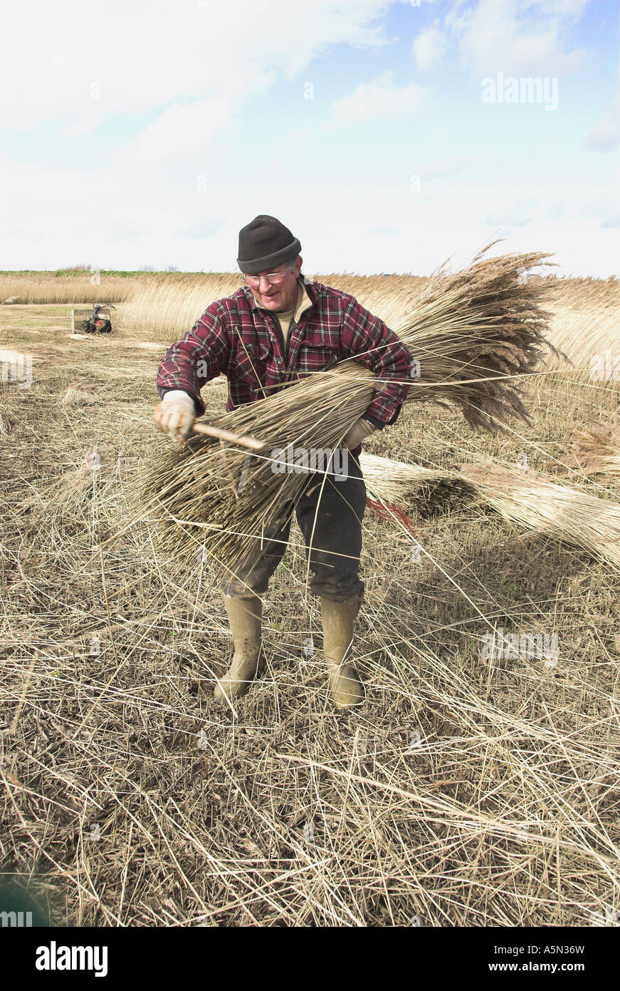 Reeds man traditional reedbed hi-res stock photography and images - Alamy