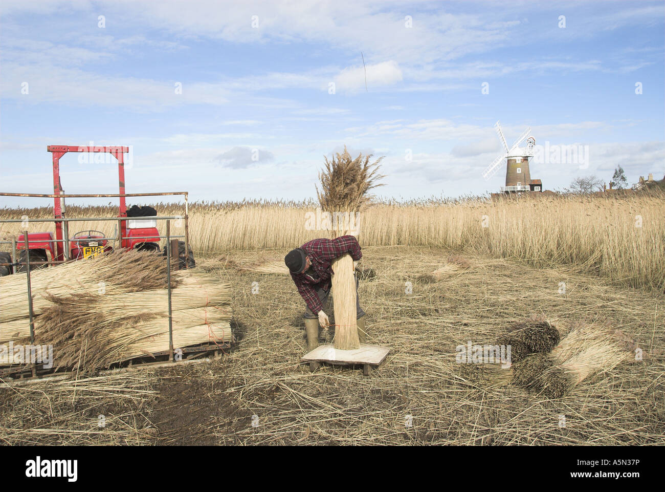 Reed bundles hi-res stock photography and images - Alamy