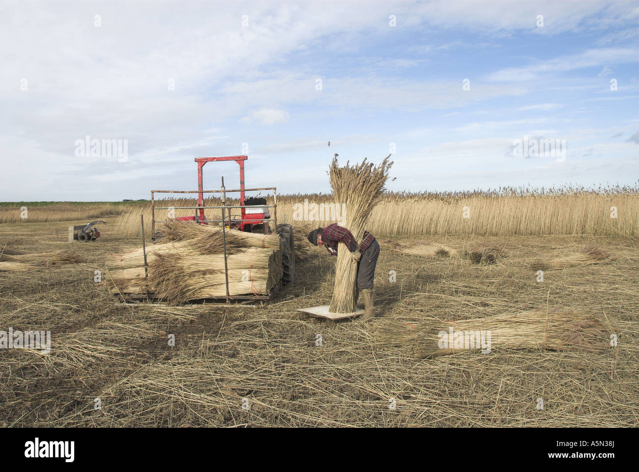 Reedcutter using knocking board to prepare reed bundles for sale North ...