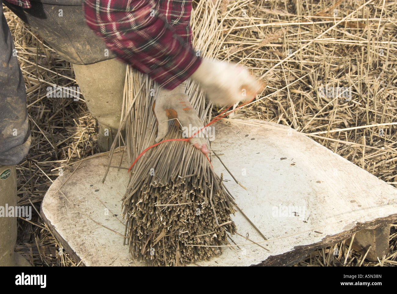Reed cutter tying bundles of reeds in coastal reed bed North Norfolk ...