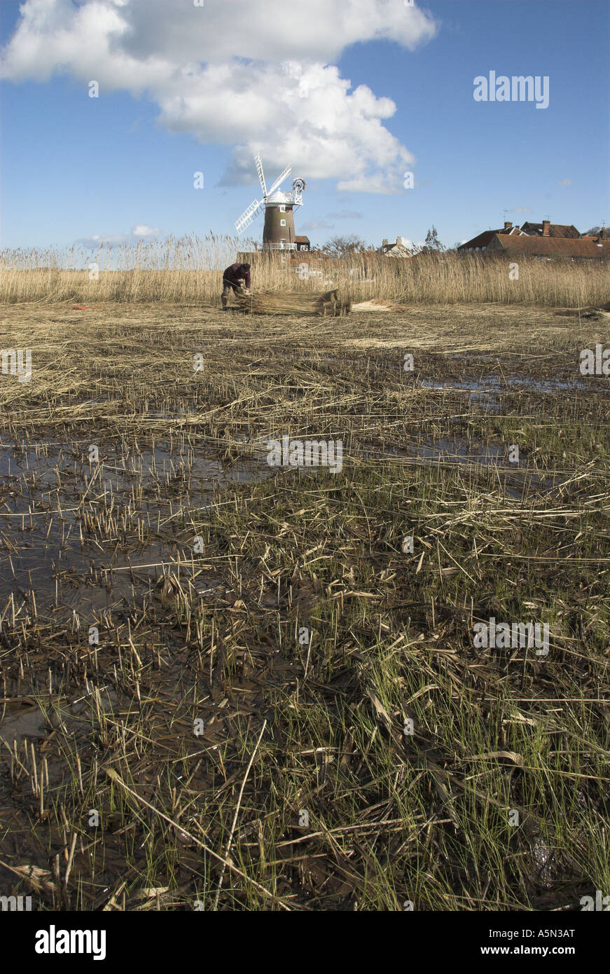 Cut reed bed hi-res stock photography and images - Alamy