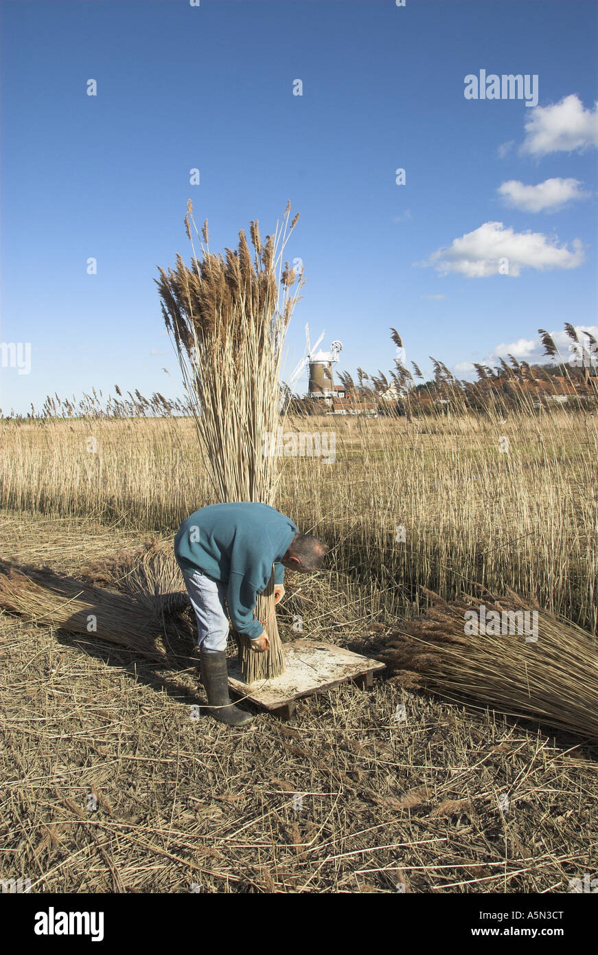 Reedcutter using knocking board to prepare reed bundles for sale North ...