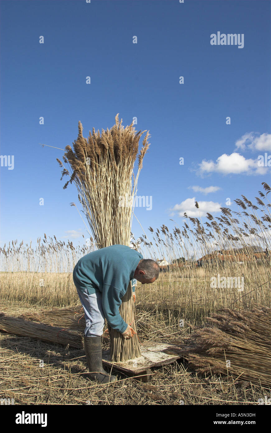 Reedcutter using knocking board to prepare reed bundles for sale North ...