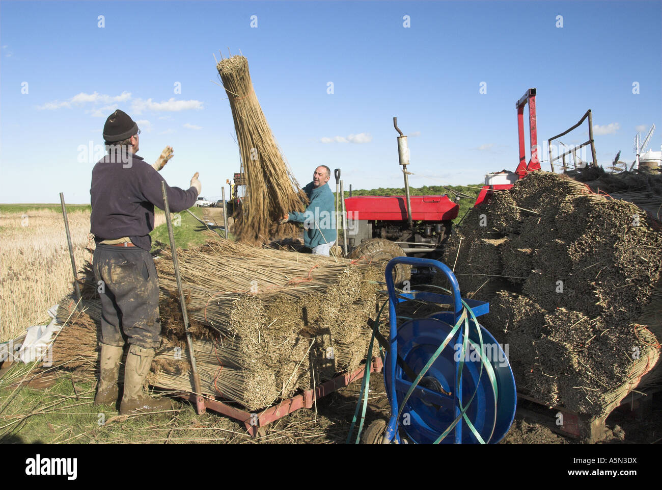 Reedcutters at work Stock Photo - Alamy