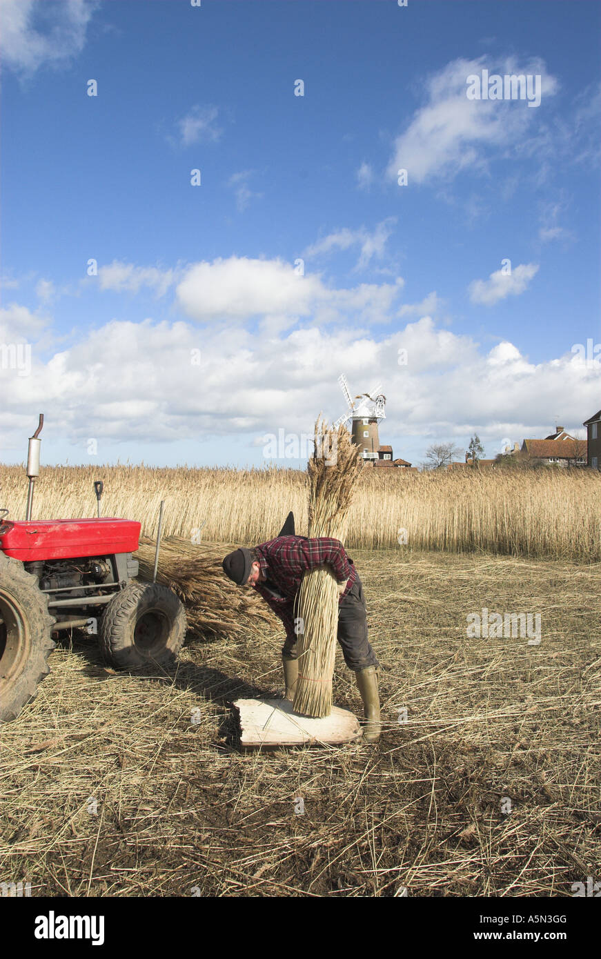 Reedbed with reedcutters bundling reeds and using knocking board with ...