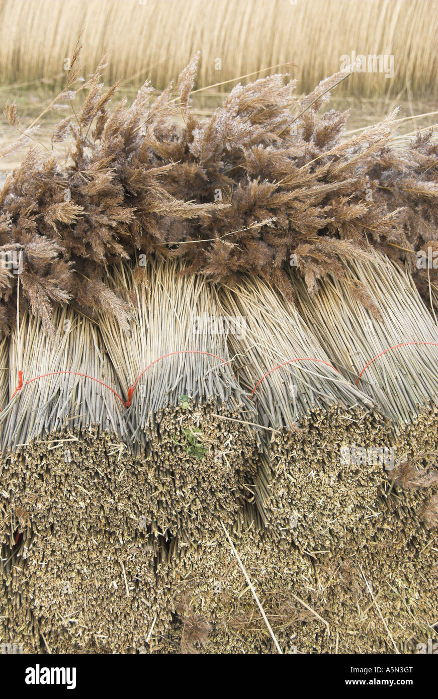Bundles of reed hi-res stock photography and images - Alamy